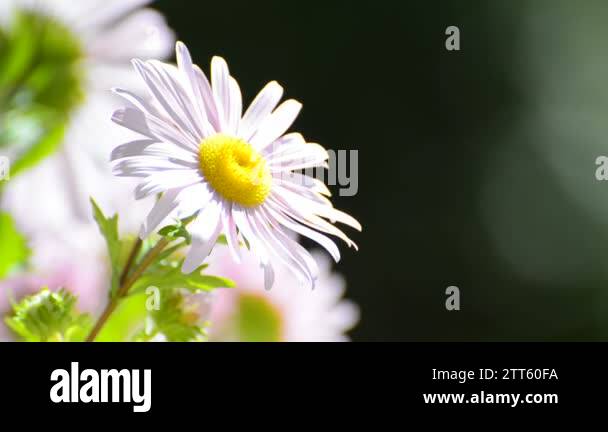 Pink daisy flower Stock Videos & Footage - HD and 4K Video Clips - Alamy
