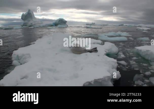 Seal movement Stock Videos & Footage - HD and 4K Video Clips - Alamy