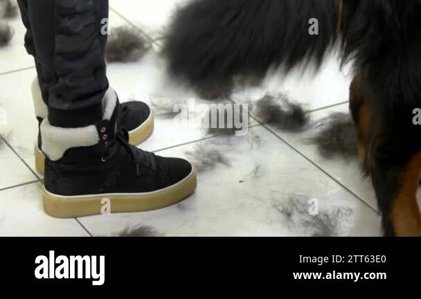 Shedding of tail Stock Videos & Footage - HD and 4K Video Clips - Alamy