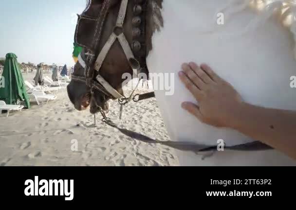 Horse caressing. Friendship between man and horse on beach. POV of ...