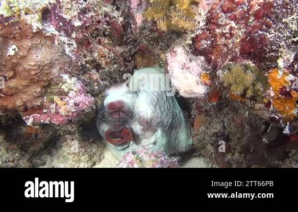 Devilfish Stock Videos & Footage - HD and 4K Video Clips - Alamy