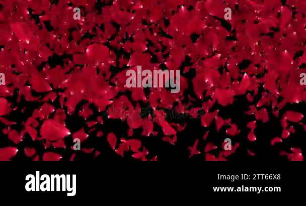 Romantic Light Red Rose Flower Petals Falling Transition Alpha matte ...