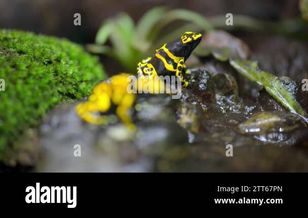The yellow-banded poison dart frog (Dendrobates leucomelas), also known ...