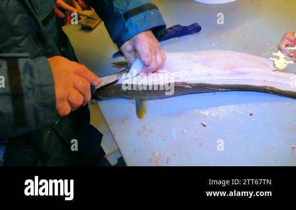 Hands of worker gutting Common ling, the ling fish (Molva molva). A ...
