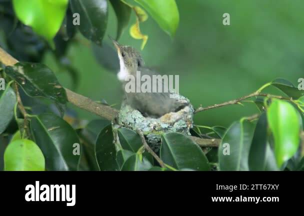 Bird first flight nest Stock Videos & Footage - HD and 4K Video Clips ...