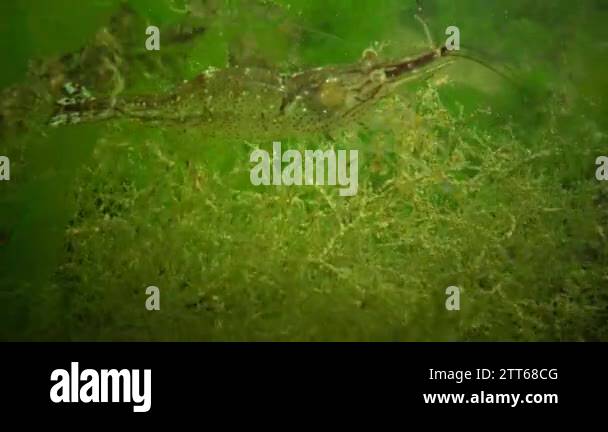 Prawn eyes Stock Videos & Footage - HD and 4K Video Clips - Alamy