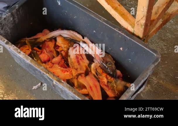 A man throws bloody fish skeleton into a plastic waste box. The ...