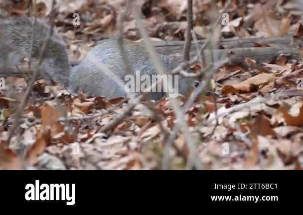 A video of a common gray squirrel with a bushy tail hopping and ...