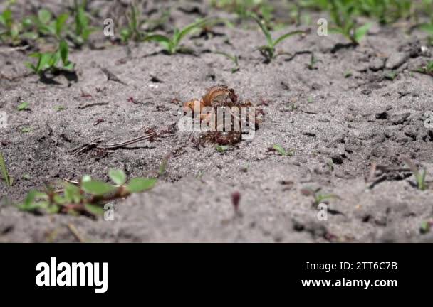 Life of insects in the garden beds.Ants feed on the locusts.Formic ...