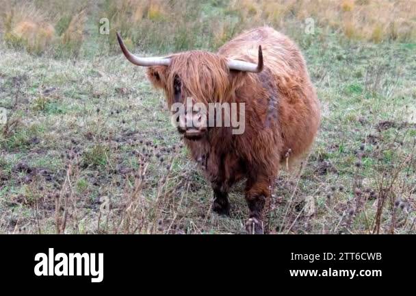 Highland cattle - Bo Ghaidhealach -Heilan coo - a Scottish cattle breed ...