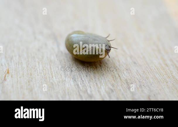 Engorged of blood hard tick lies on its back Stock Video Footage - Alamy