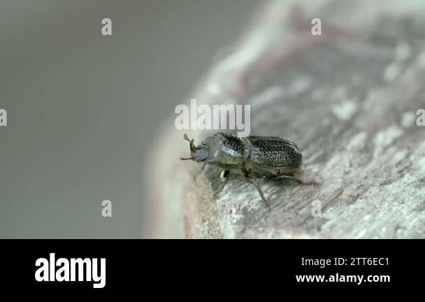 Shiny stag beetle Stock Videos & Footage - HD and 4K Video Clips - Alamy