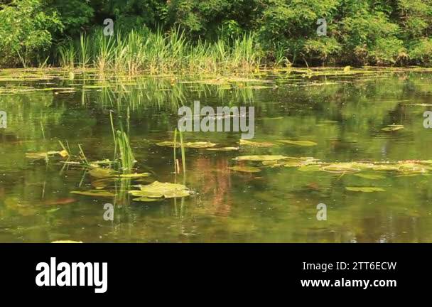 Backwater Stock Videos & Footage - HD and 4K Video Clips - Alamy