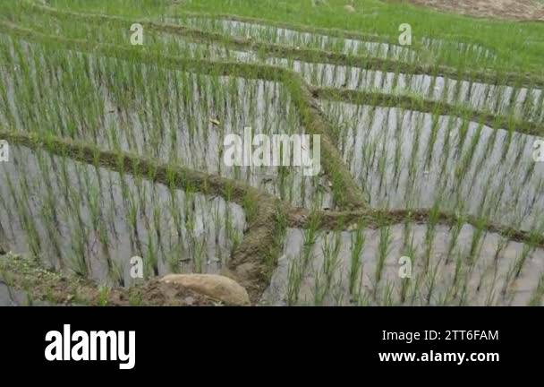 Rice terraces on mountain. Green and irrigated paddy field with rows of ...