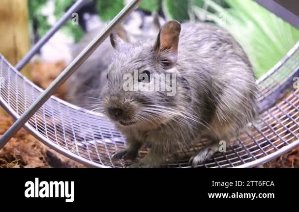 Rat on treadmill Stock Videos & Footage - HD and 4K Video Clips - Alamy