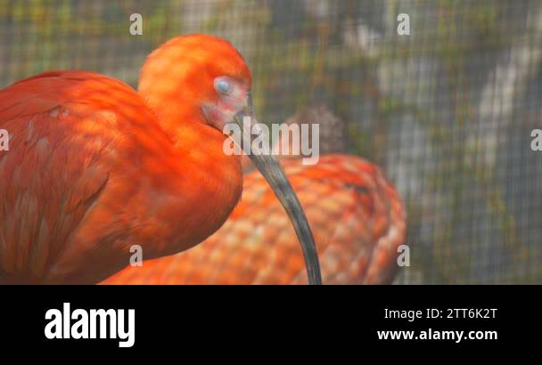 Curved beak bird Stock Videos & Footage - HD and 4K Video Clips - Alamy