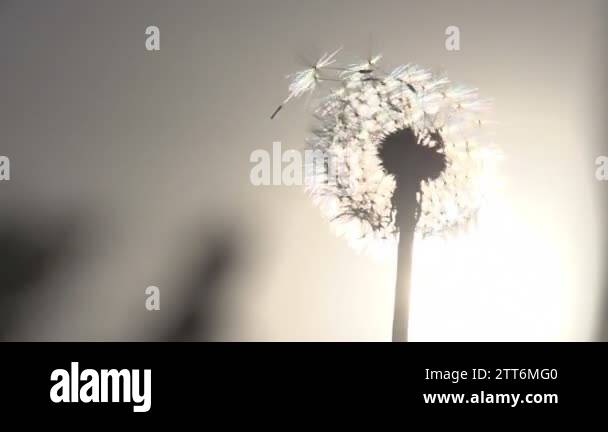 Dandelion flowers seeds blowing Stock Videos & Footage - HD and 4K ...