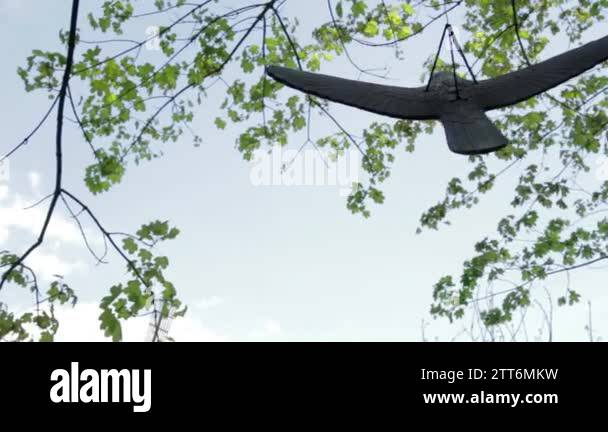 Fake feathers Stock Videos & Footage - HD and 4K Video Clips - Alamy