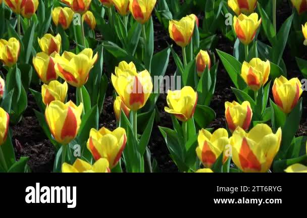 Geophytes plant Stock Videos & Footage - HD and 4K Video Clips - Alamy