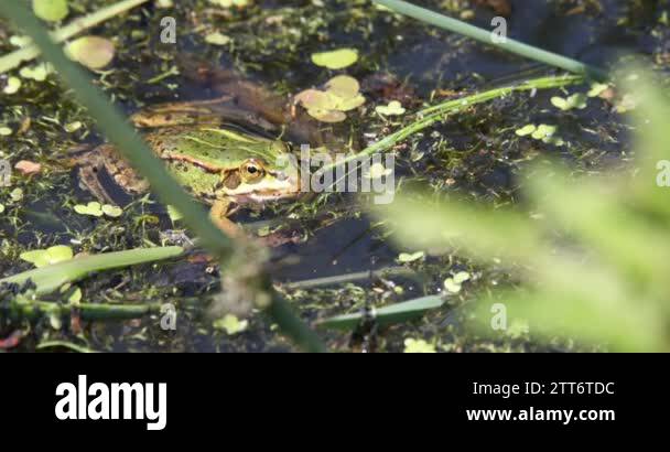 green marsh frog on pond, European wildlife Stock Video Footage - Alamy