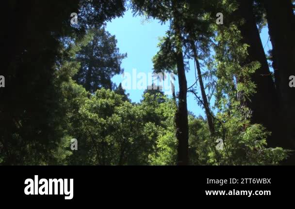 Sky through forest trees Stock Videos & Footage - HD and 4K Video Clips ...