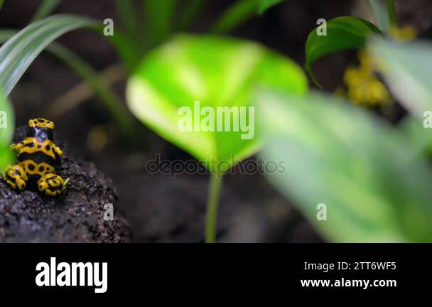 The yellow-banded poison dart frog (Dendrobates leucomelas), also known ...
