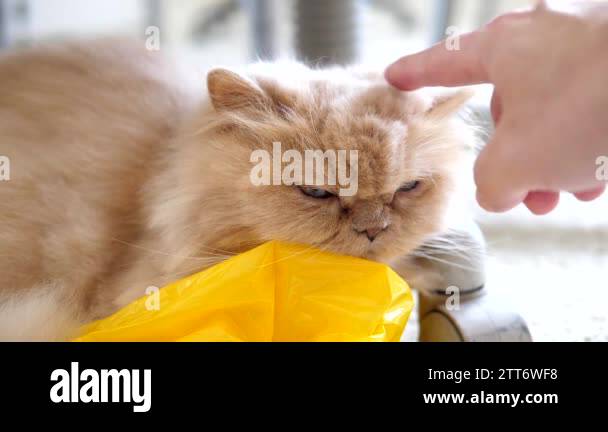 Man staring at cat Stock Videos & Footage - HD and 4K Video Clips - Alamy