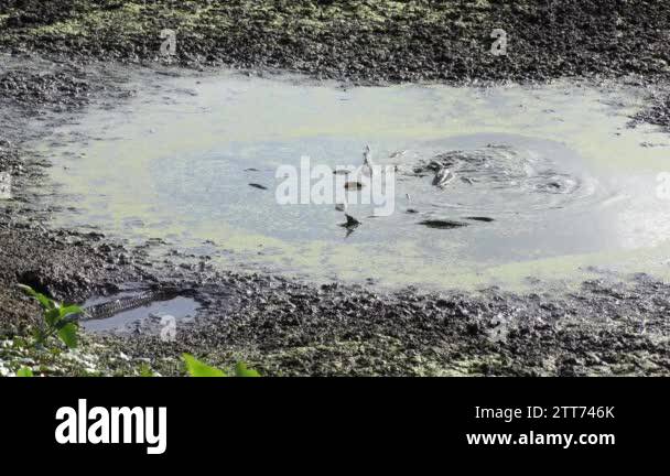fish jump in drying up pond during dry season in Florida Stock Video ...