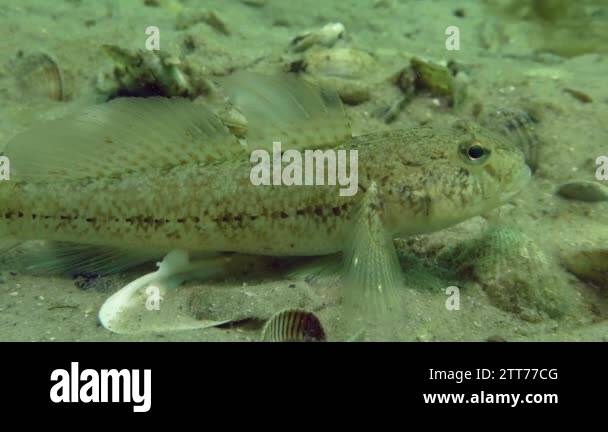 High fin goby Stock Videos & Footage - HD and 4K Video Clips - Alamy