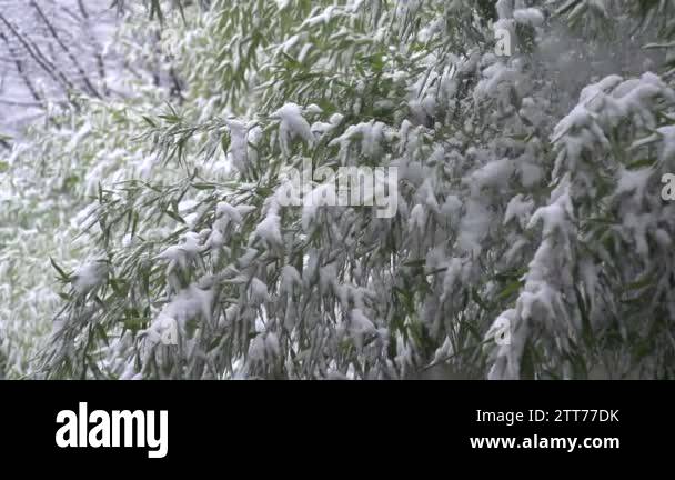 Snow falling Stock Videos & Footage - HD and 4K Video Clips - Alamy