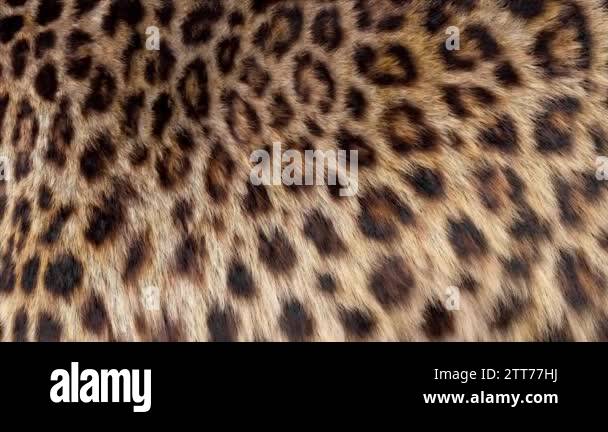 Animal fur patterns Stock Videos & Footage - HD and 4K Video Clips - Alamy