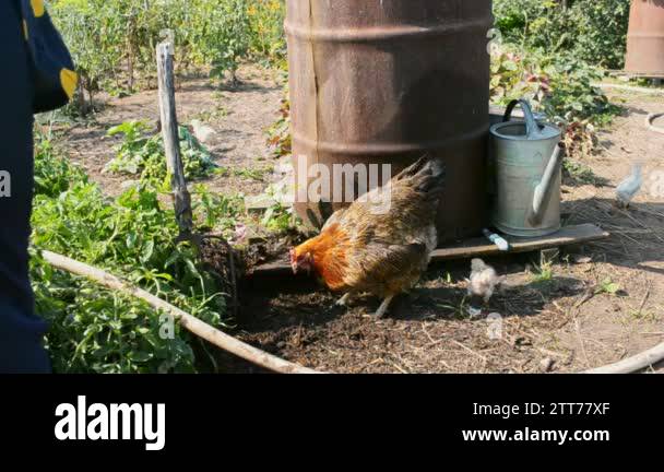 Manure worms Stock Videos & Footage - HD and 4K Video Clips - Alamy