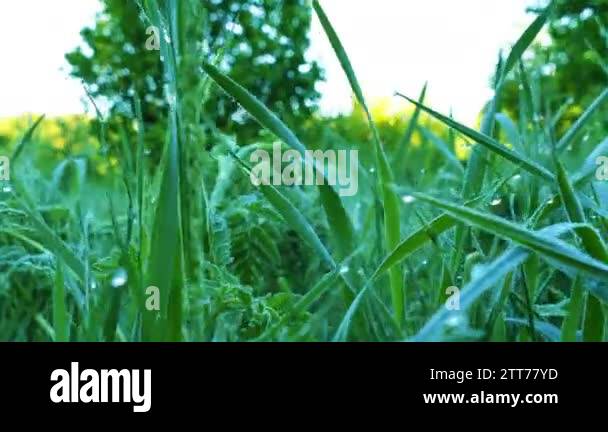4k green grass sunshine beams Stock Videos & Footage - HD and 4K Video ...