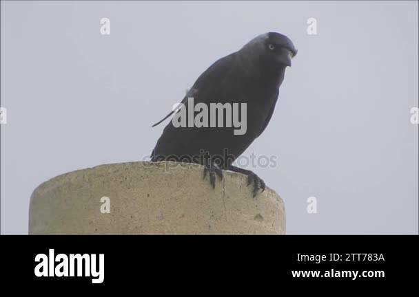 Crow in chimney pot Stock Videos & Footage - HD and 4K Video Clips - Alamy