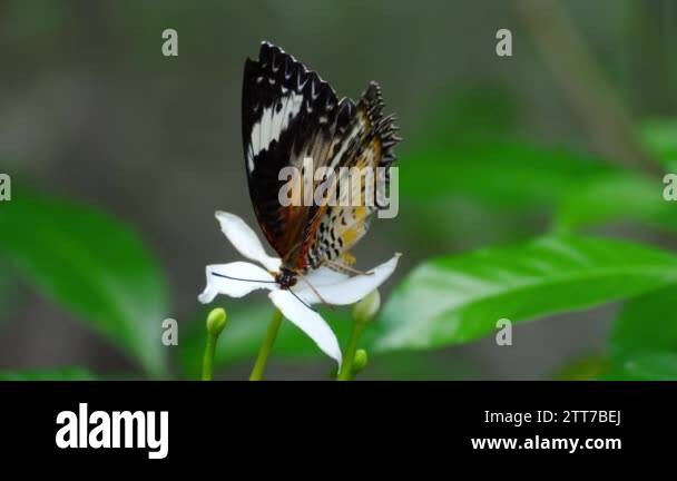 Lacewing family Stock Videos & Footage - HD and 4K Video Clips - Alamy