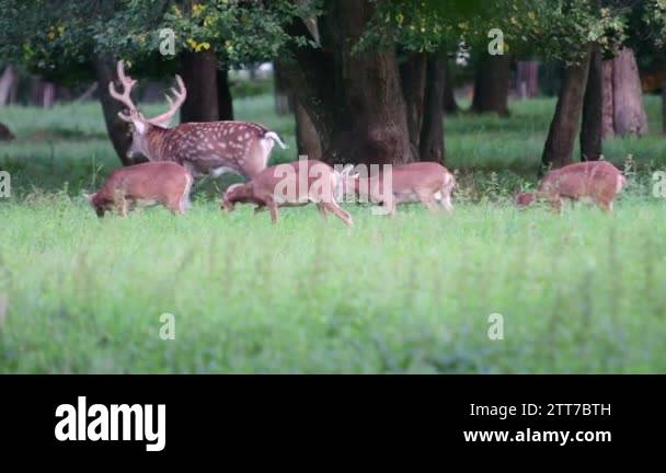 Red deer, deer stag and mouflons. The mouflon Ovis orientalis ...