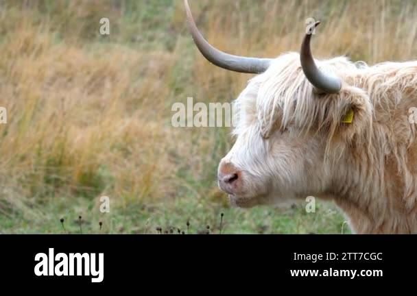 Highland cattle - Bo Ghaidhealach -Heilan coo - a Scottish cattle breed ...