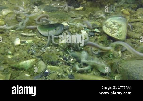 Palolo 蠕虫 高 Stock Videos & Footage - HD and 4K Video Clips - Alamy