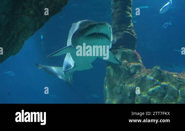 Sand Tiger Shark Carcharias taurus , dangerous fish floating in special ...