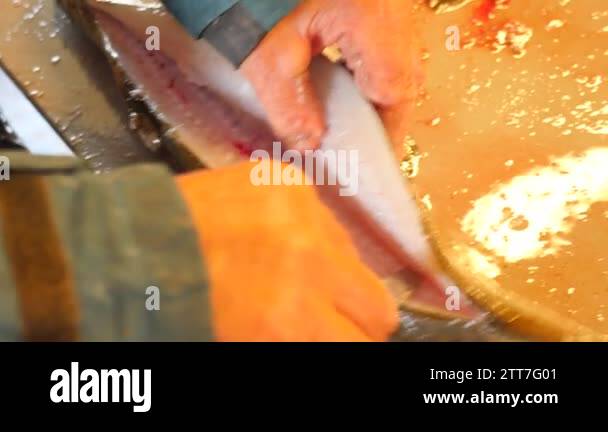 Freshly caught fish preparation. Hands cut cod fish, remove and check ...