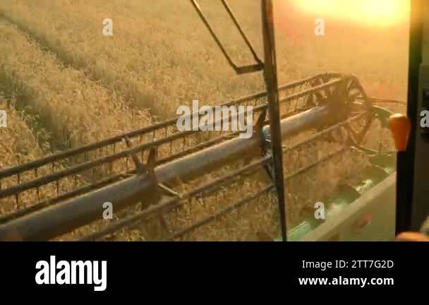 View from the cockpit of combine harvester gathers the wheat at sunset ...