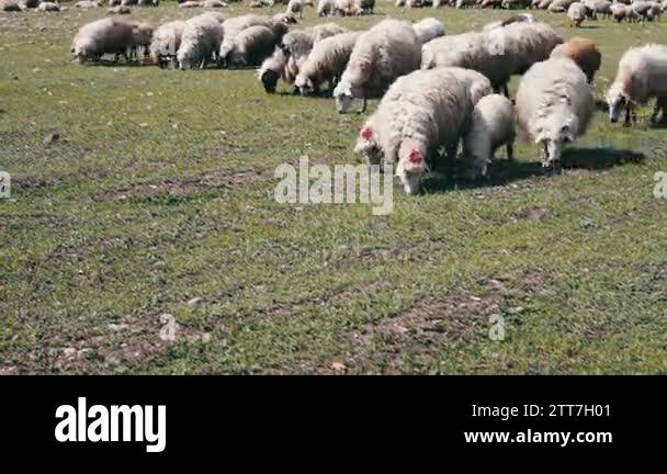 Herd of grazing white uncultivated sheep in Georgia.A group of sheep ...