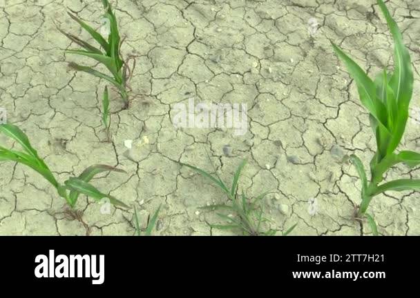 Very drought dry field with maize corn Zea mays, drying up the soil ...