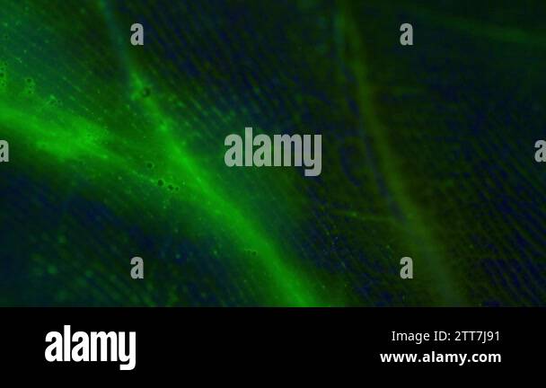 Human skin folds Stock Videos & Footage - HD and 4K Video Clips - Alamy