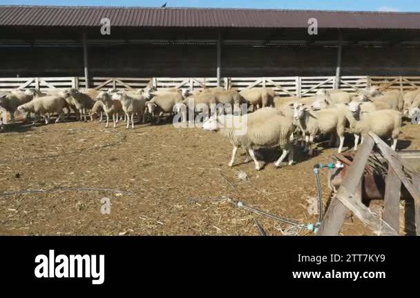 A lot of white sheep start going on a large farm with a slate roof in ...