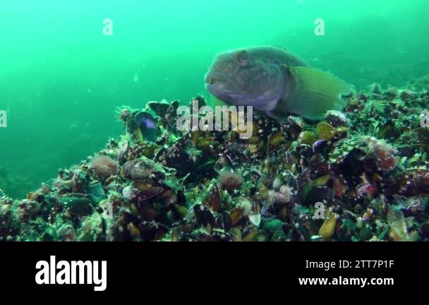 Invasive species Round goby (Neogobius melanostomus Stock Video Footage ...
