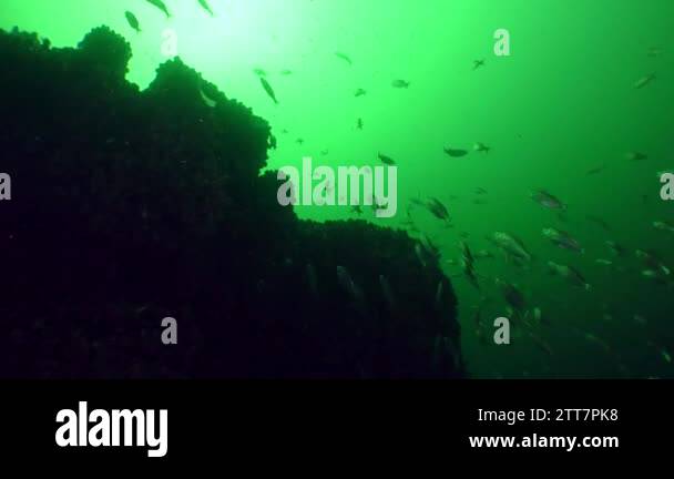Elf fish Stock Videos & Footage - HD and 4K Video Clips - Alamy
