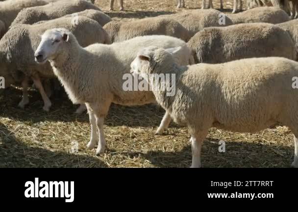 White woolen sheep Stock Videos & Footage - HD and 4K Video Clips - Alamy