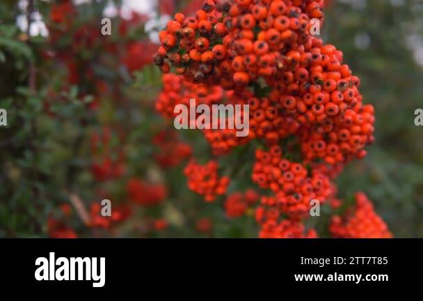 Crataegus commonly called hawthorn, thornapple, May-tree, whitethorn ...