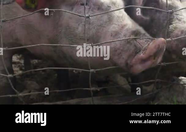 Pink piglet mud Stock Videos & Footage - HD and 4K Video Clips - Alamy